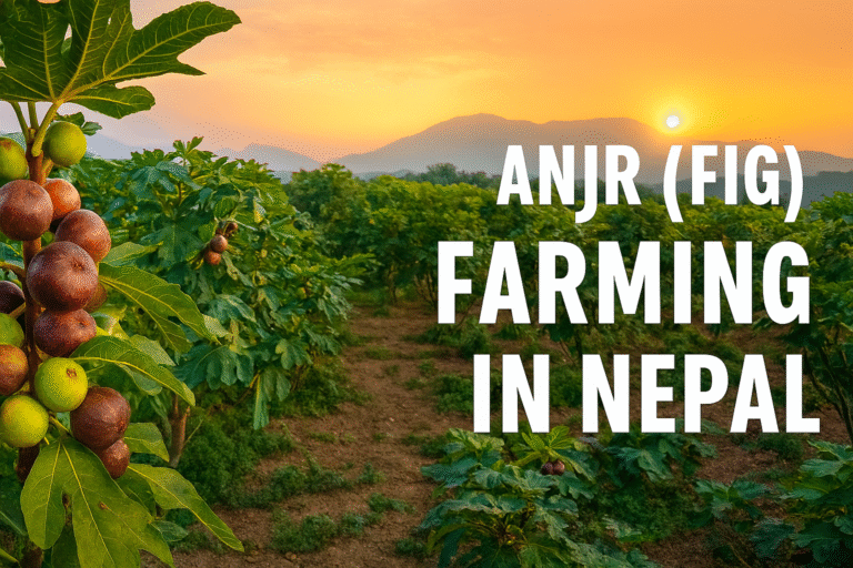 Anjir (Fig) Farming in Nepal – Careplus™ Nepal